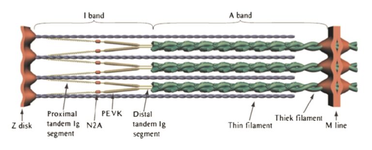 Hypertrofi i teori - Følgeartikel til Stærkt Akavet ep. 3 - Christian Amdi